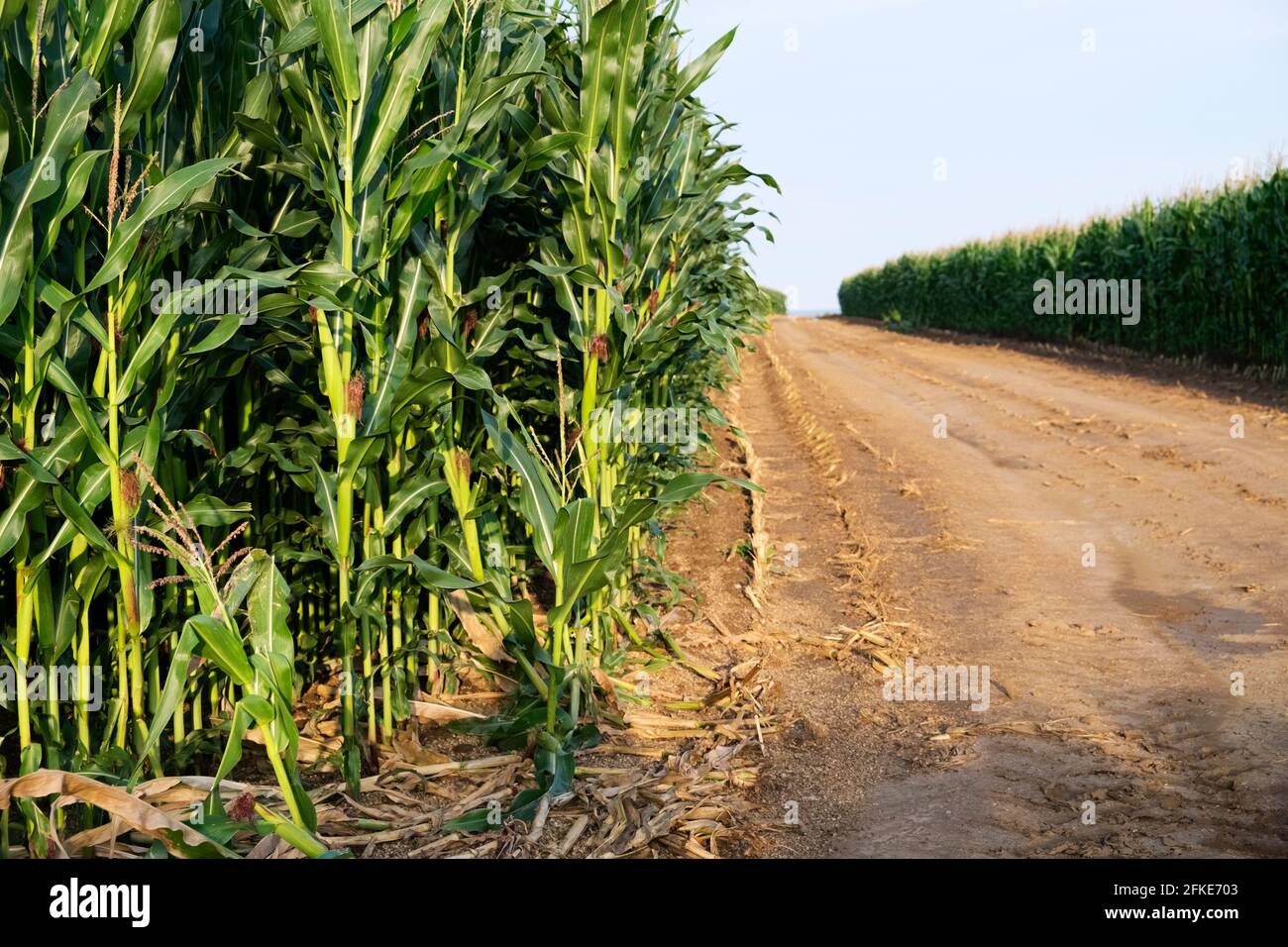 Maize crop grown for biogas production Stock Photo - Alamy