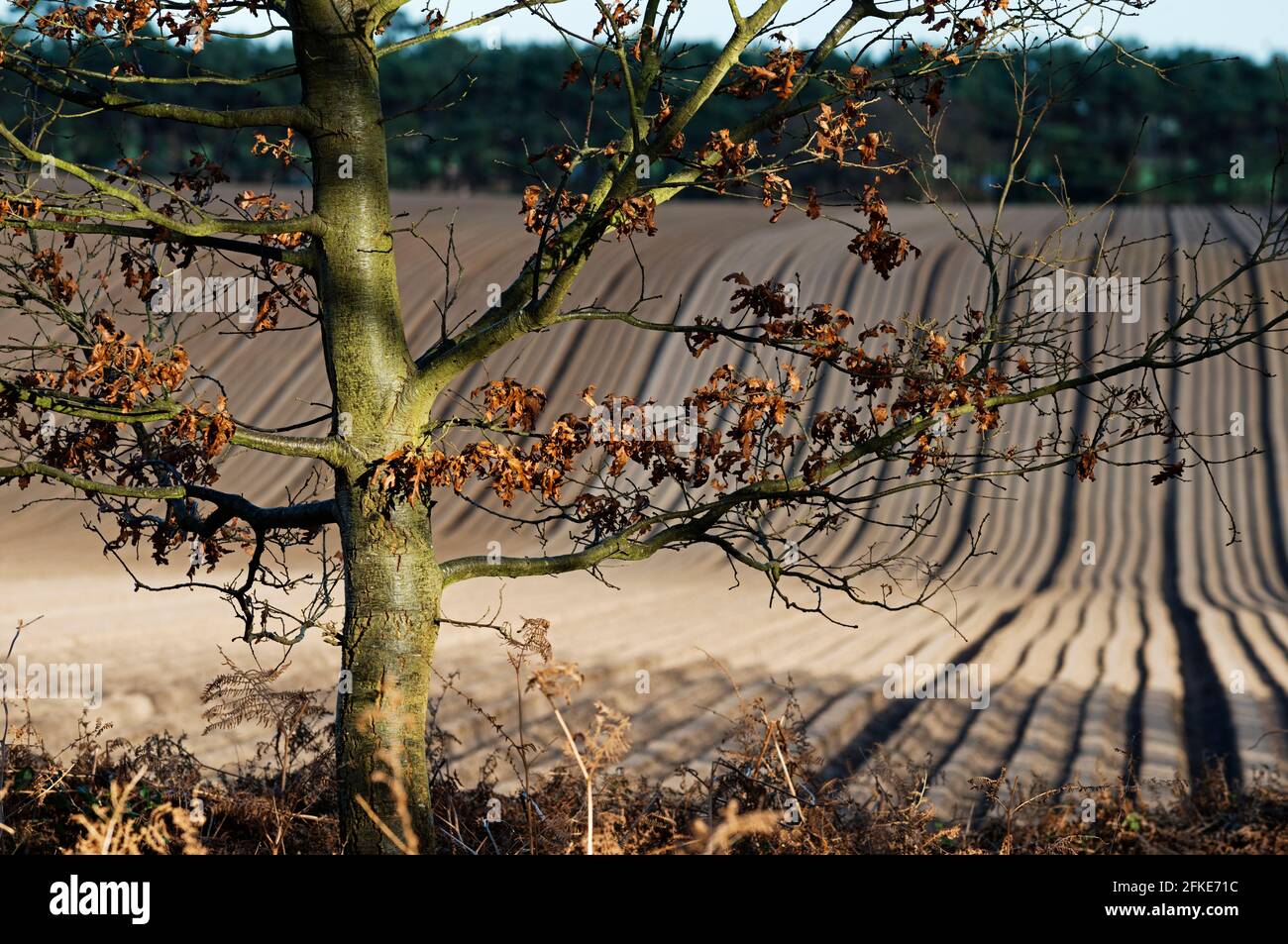 Farmland Butley Suffolk Stock Photo - Alamy