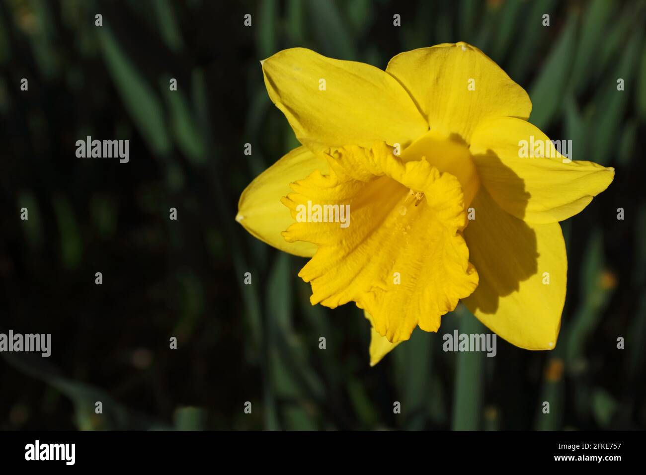 Single Daffodil flower Stock Photo - Alamy