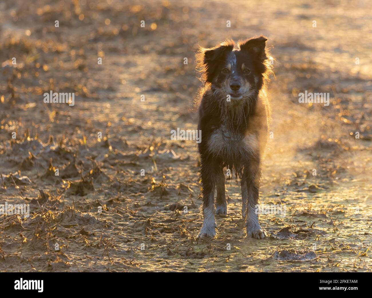Border Collie outside at sunset Stock Photo - Alamy