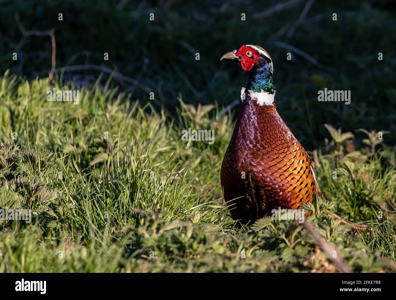 Common pheasant on green grass Stock Photo - Alamy