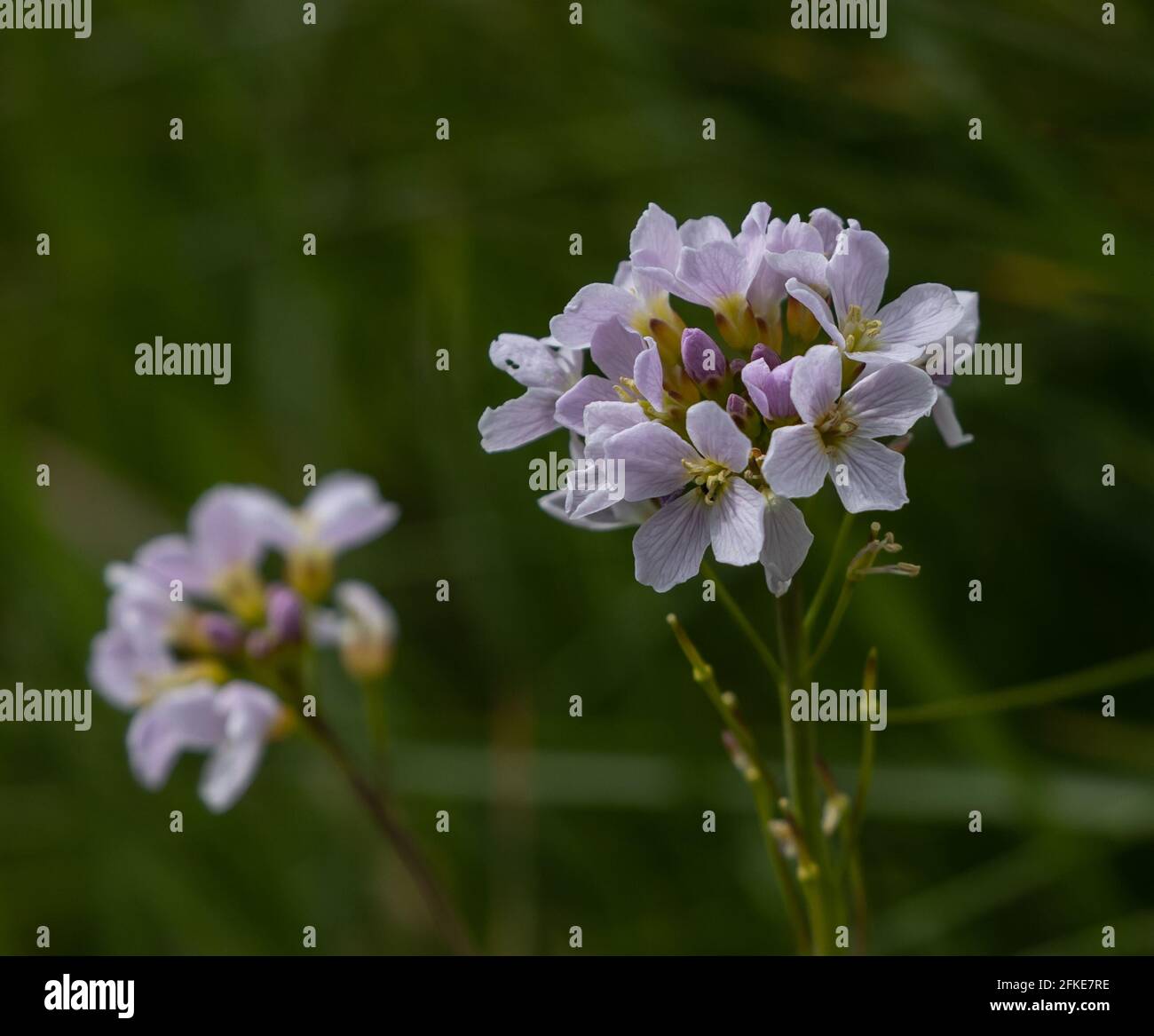 Floral core hi-res stock photography and images - Alamy