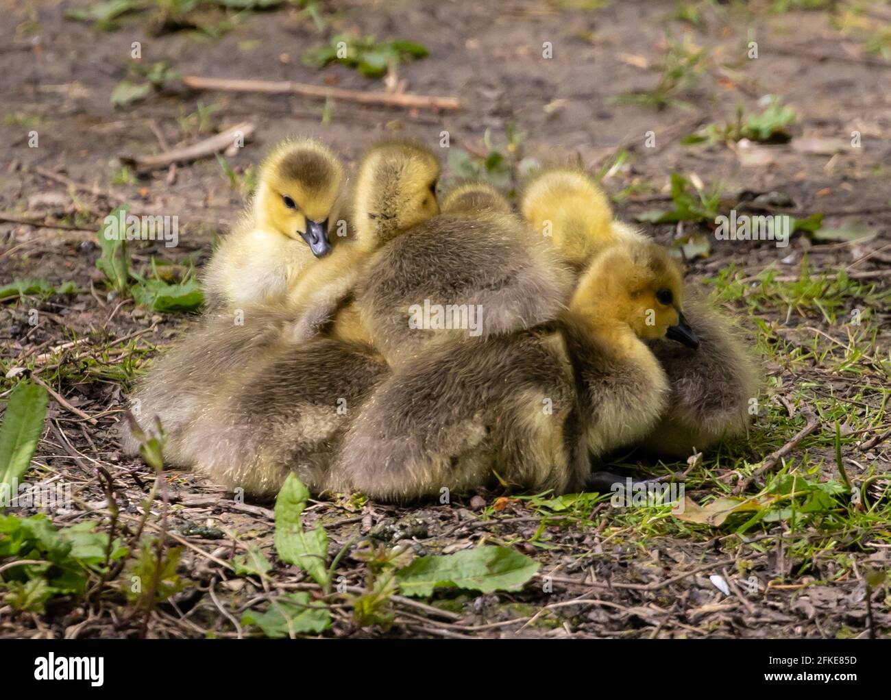 Group of ducklings in a garden Stock Photo - Alamy