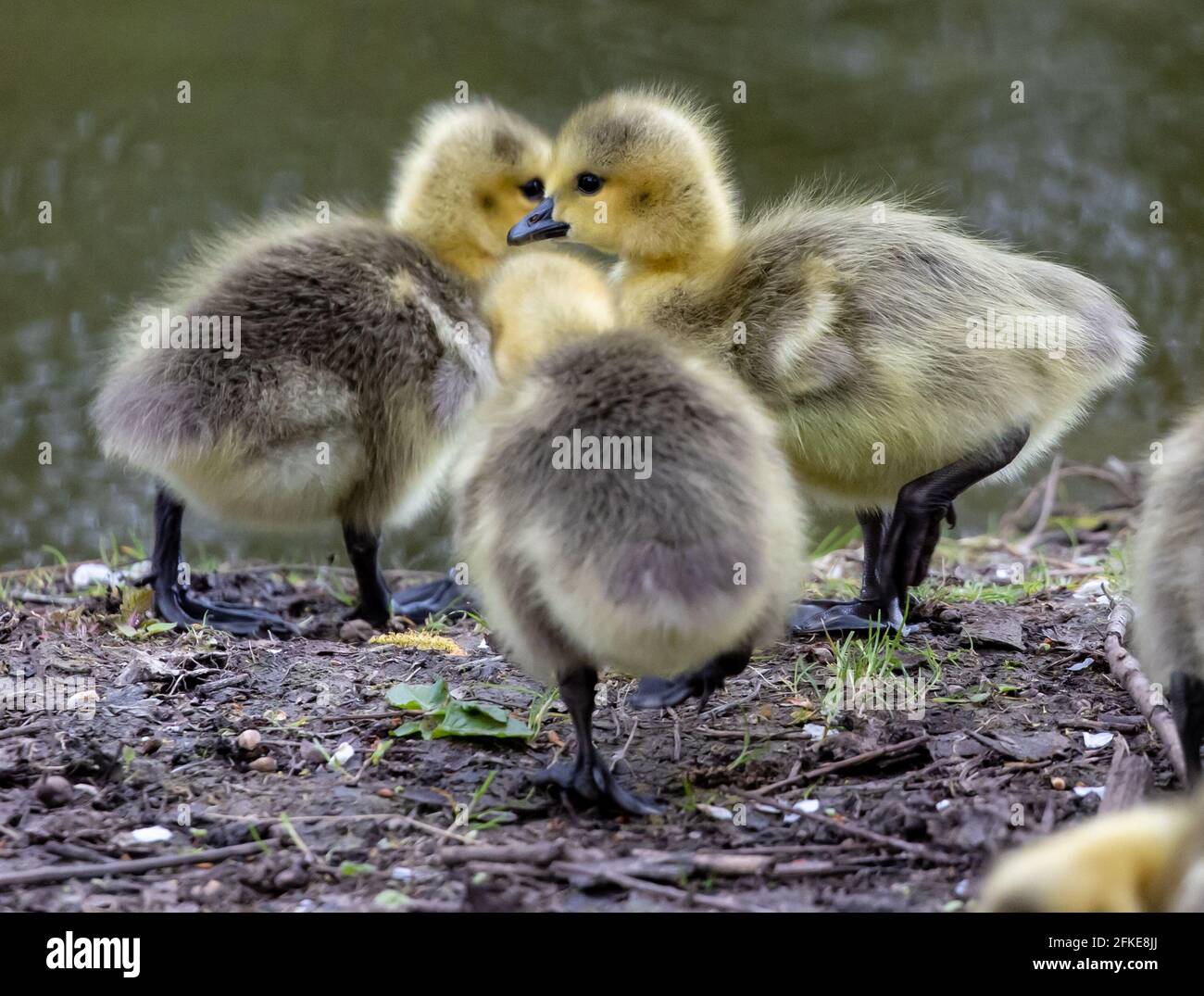 Group of ducklings at the beach Stock Photo - Alamy