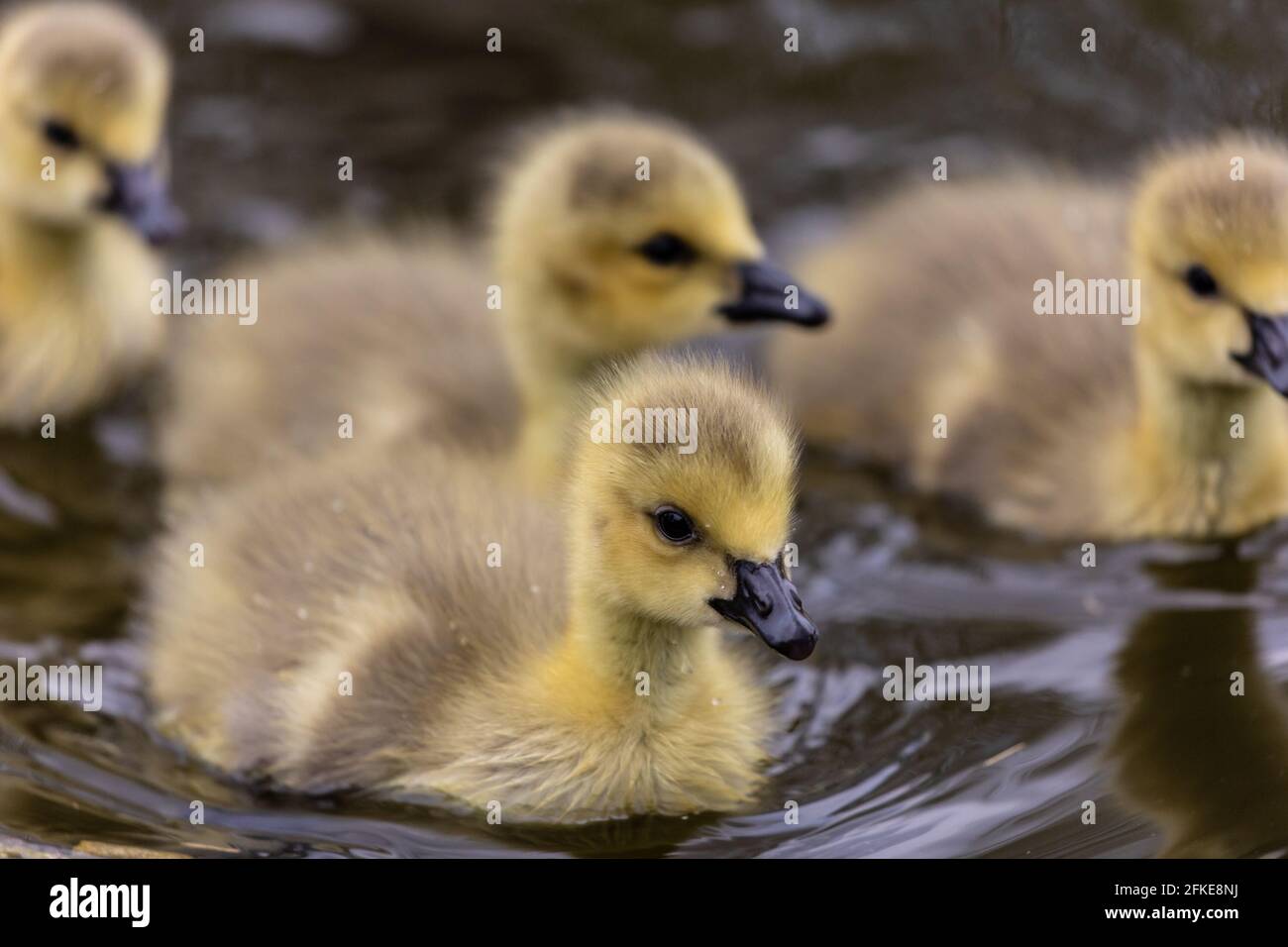 Group of ducklings in a pond Stock Photo - Alamy