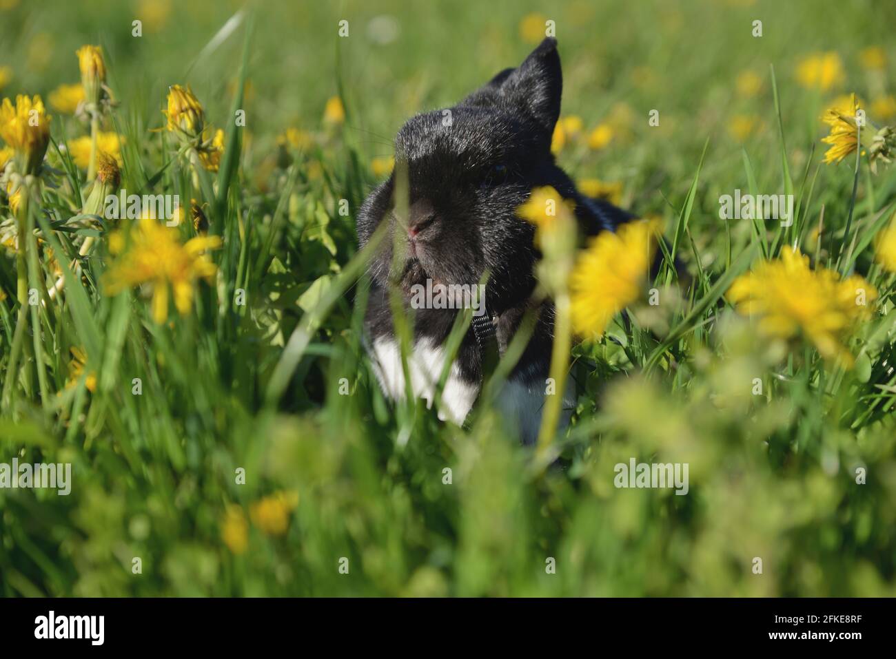 White rabbits with flowers hi-res stock photography and images - Alamy
