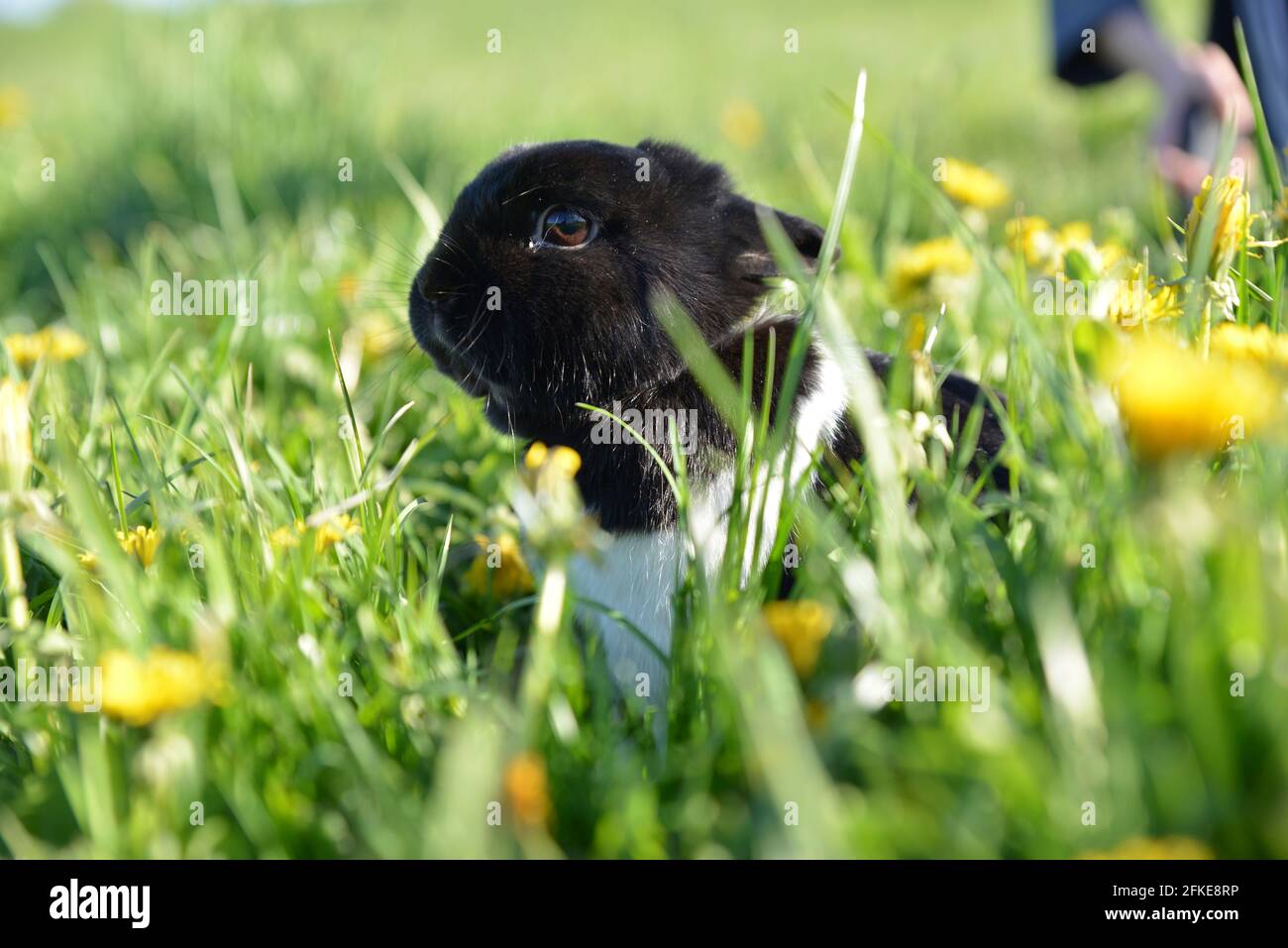 rabbit sits in the flower meadow Stock Photo - Alamy