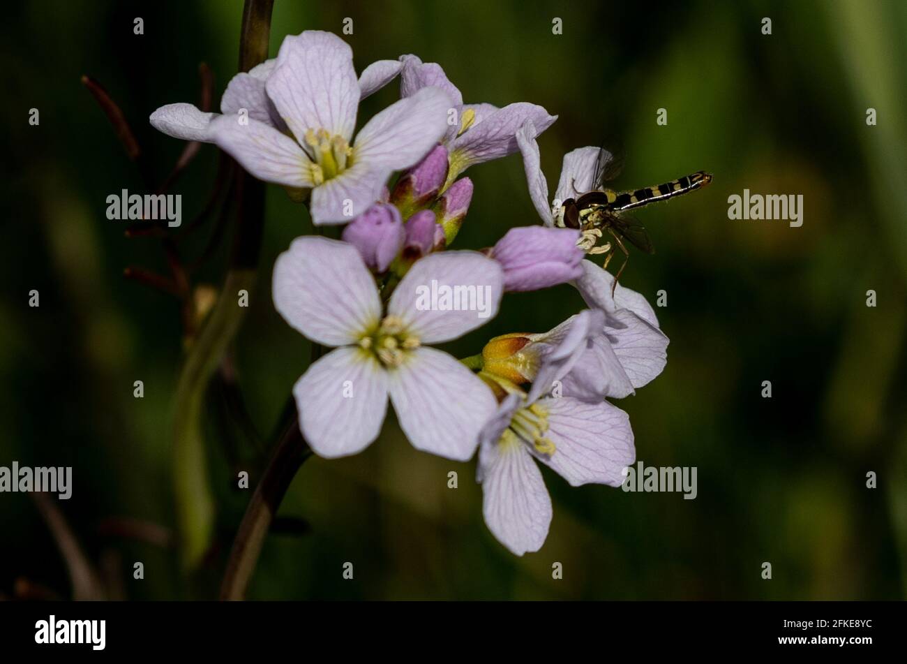 Floral core hi-res stock photography and images - Alamy