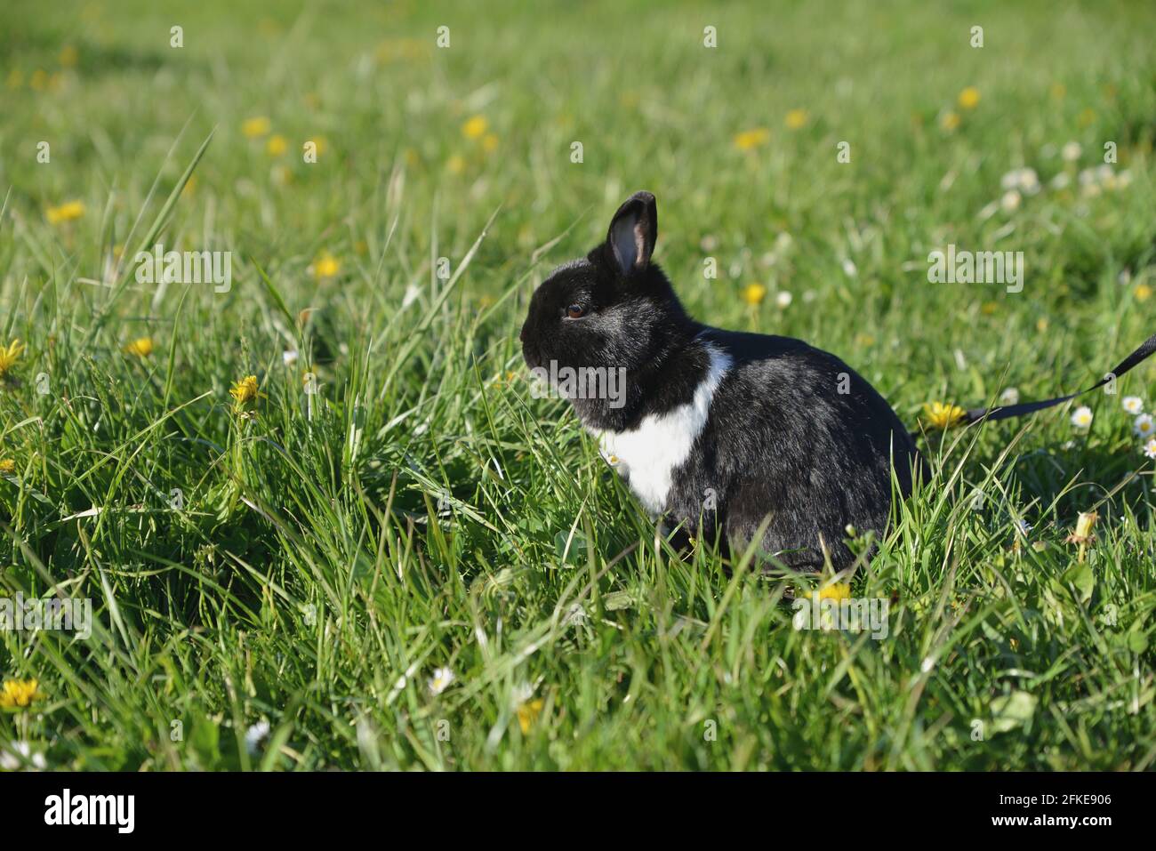 rabbit sits in the flower meadow Stock Photo - Alamy