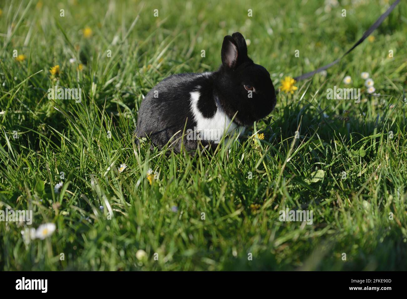 rabbit sits in the flower meadow Stock Photo - Alamy
