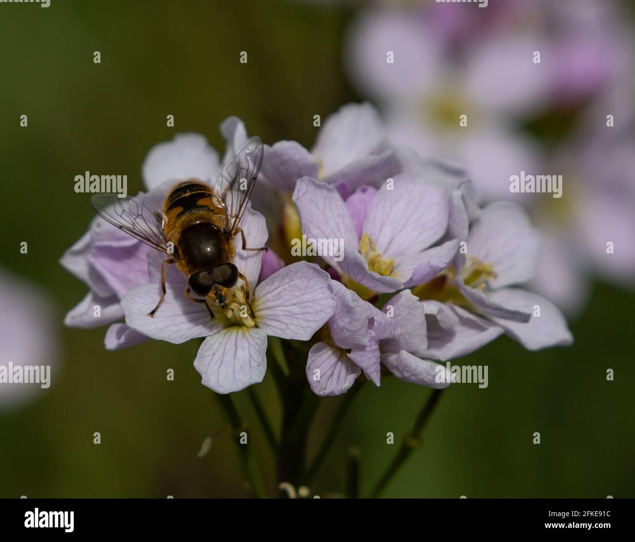 Bee core hi-res stock photography and images - Alamy