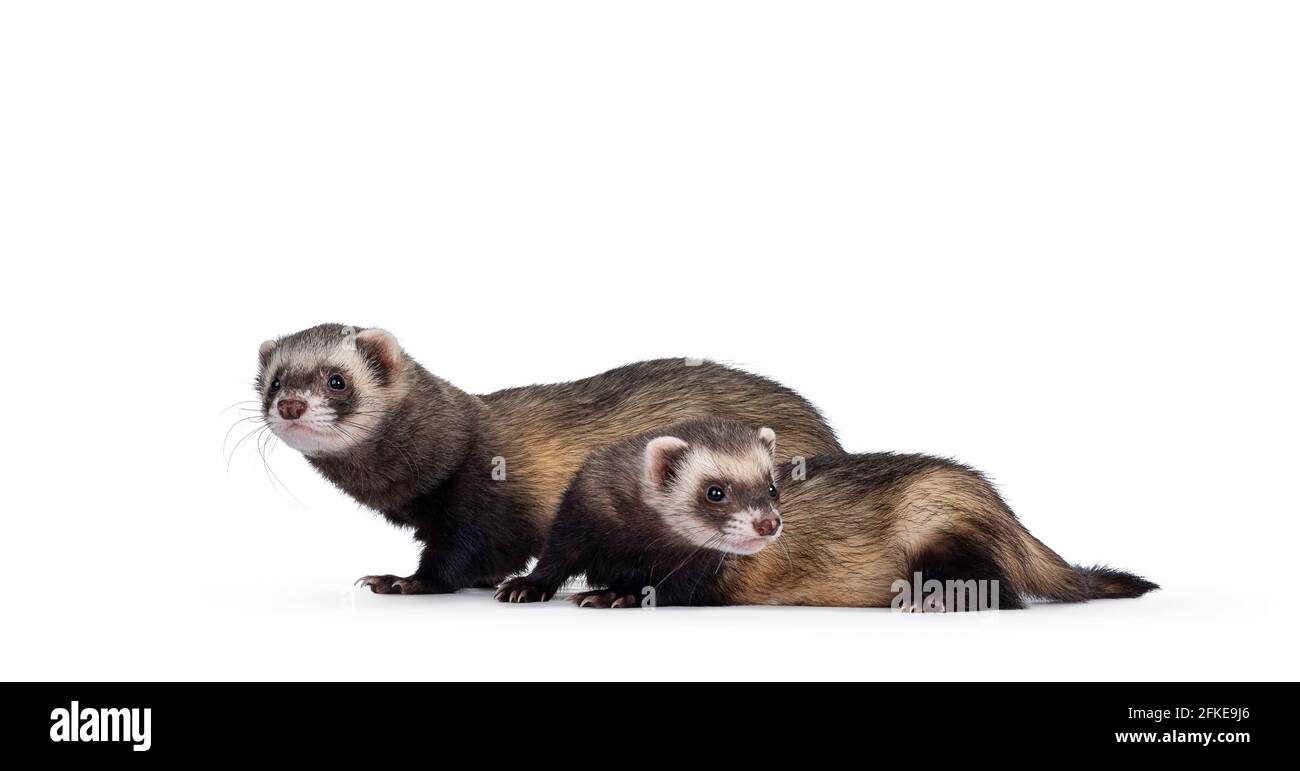 Cute young ferrets standing side ways, looking to the side and to ...