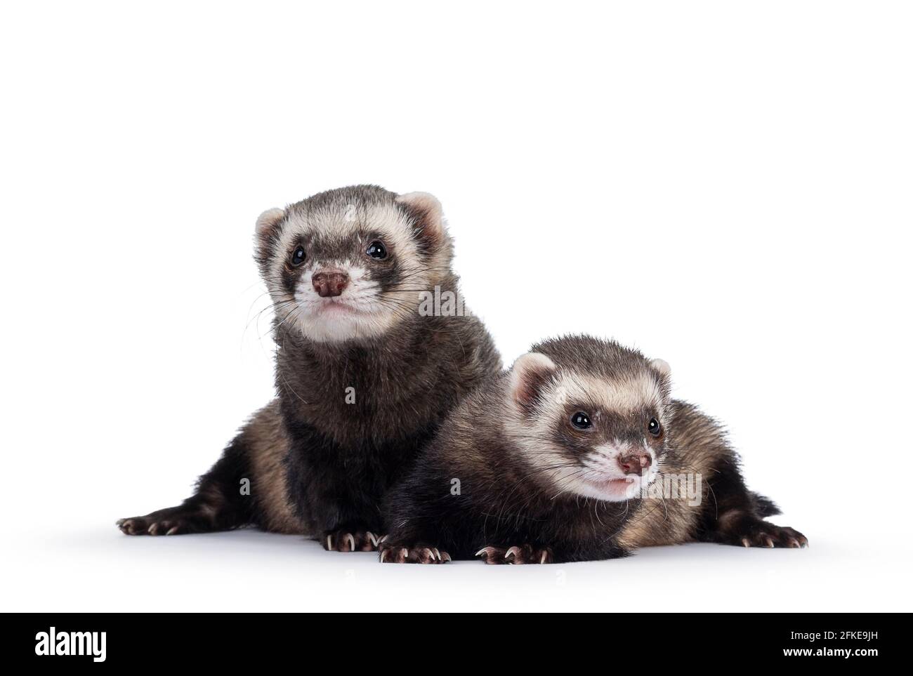 Cute couple of young ferrets sitting and laying down facing front ...