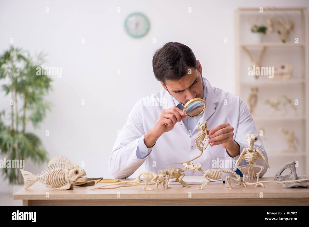 Young student paleontologist examining ancient animals at lab Stock ...