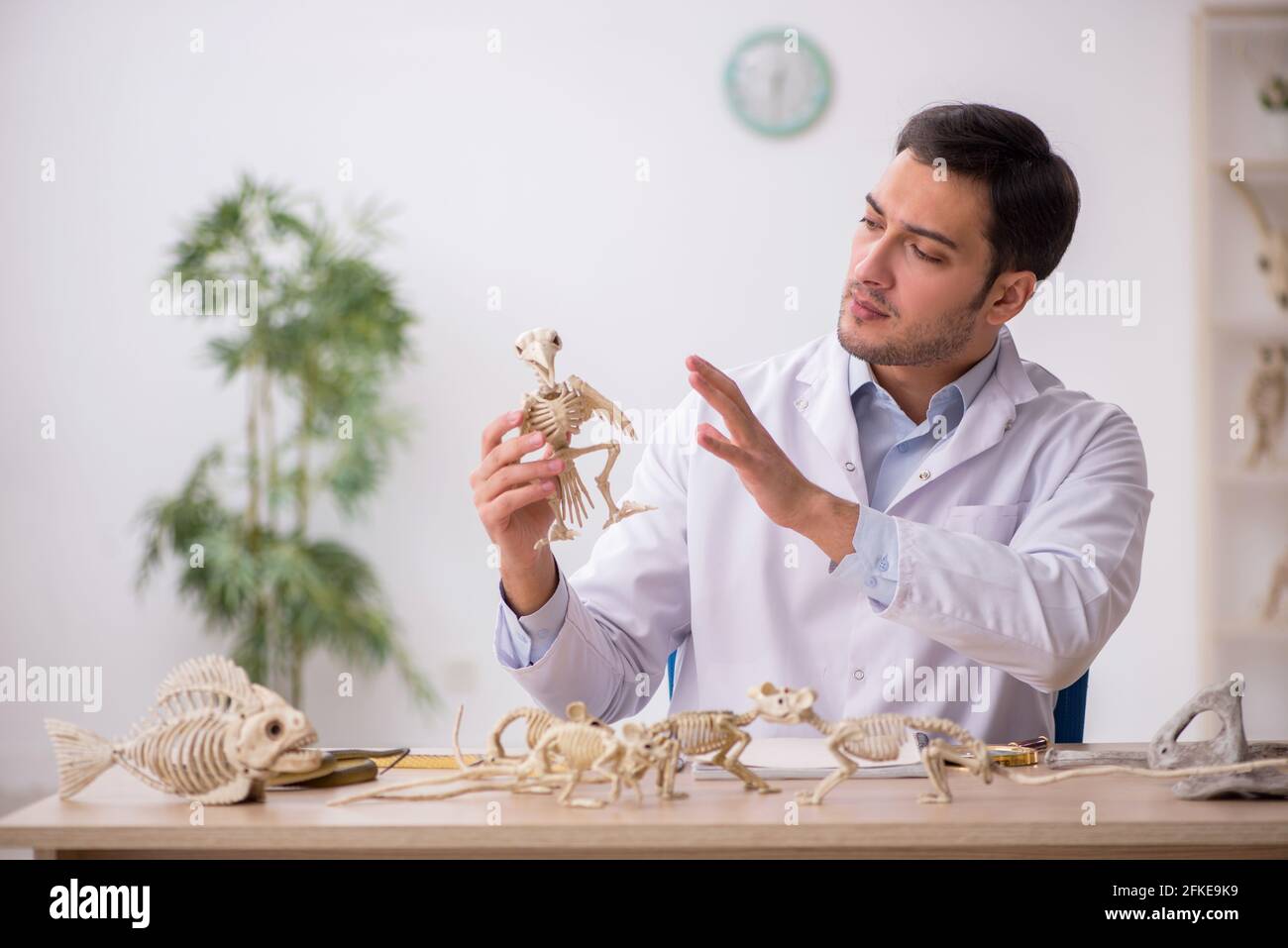Young student paleontologist examining ancient animals at lab Stock ...