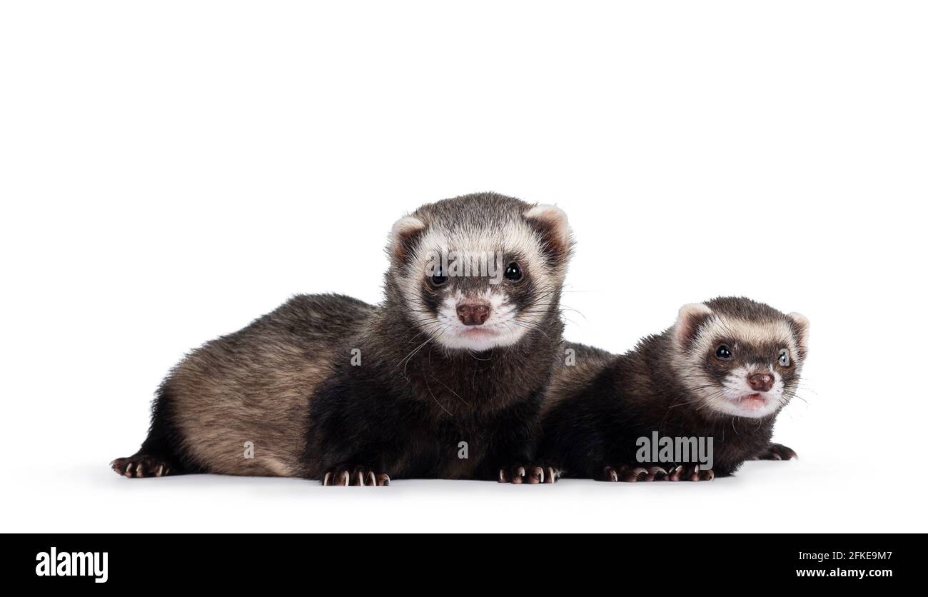Cute couple of young ferrets laying down side ways, looking to camera ...