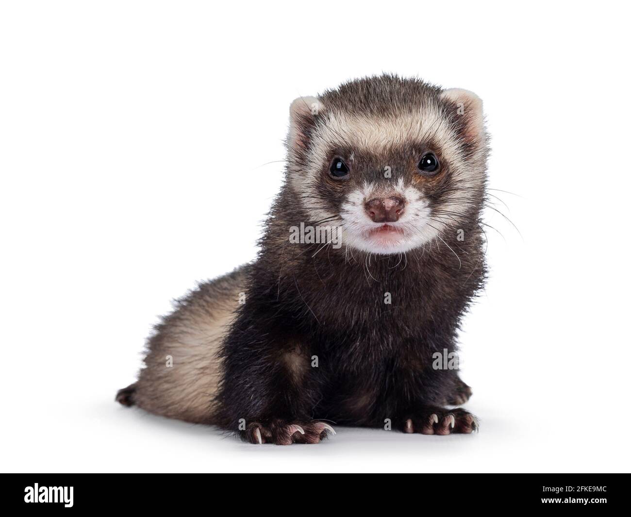 Pet ferret Cut Out Stock Images & Pictures - Alamy