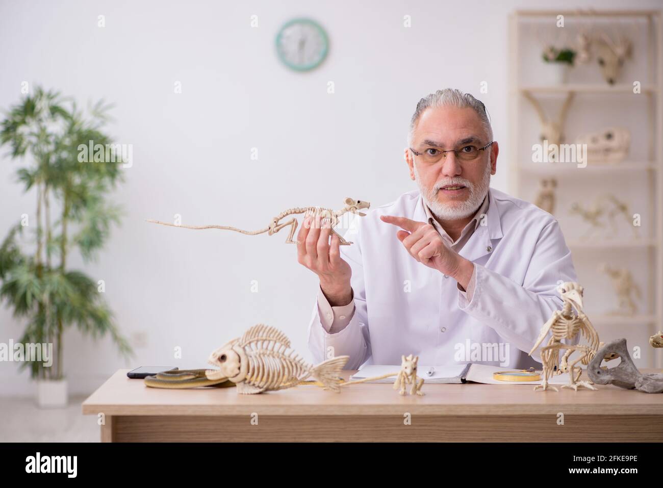 Experienced male paleontologist examining ancient animals at lab Stock ...