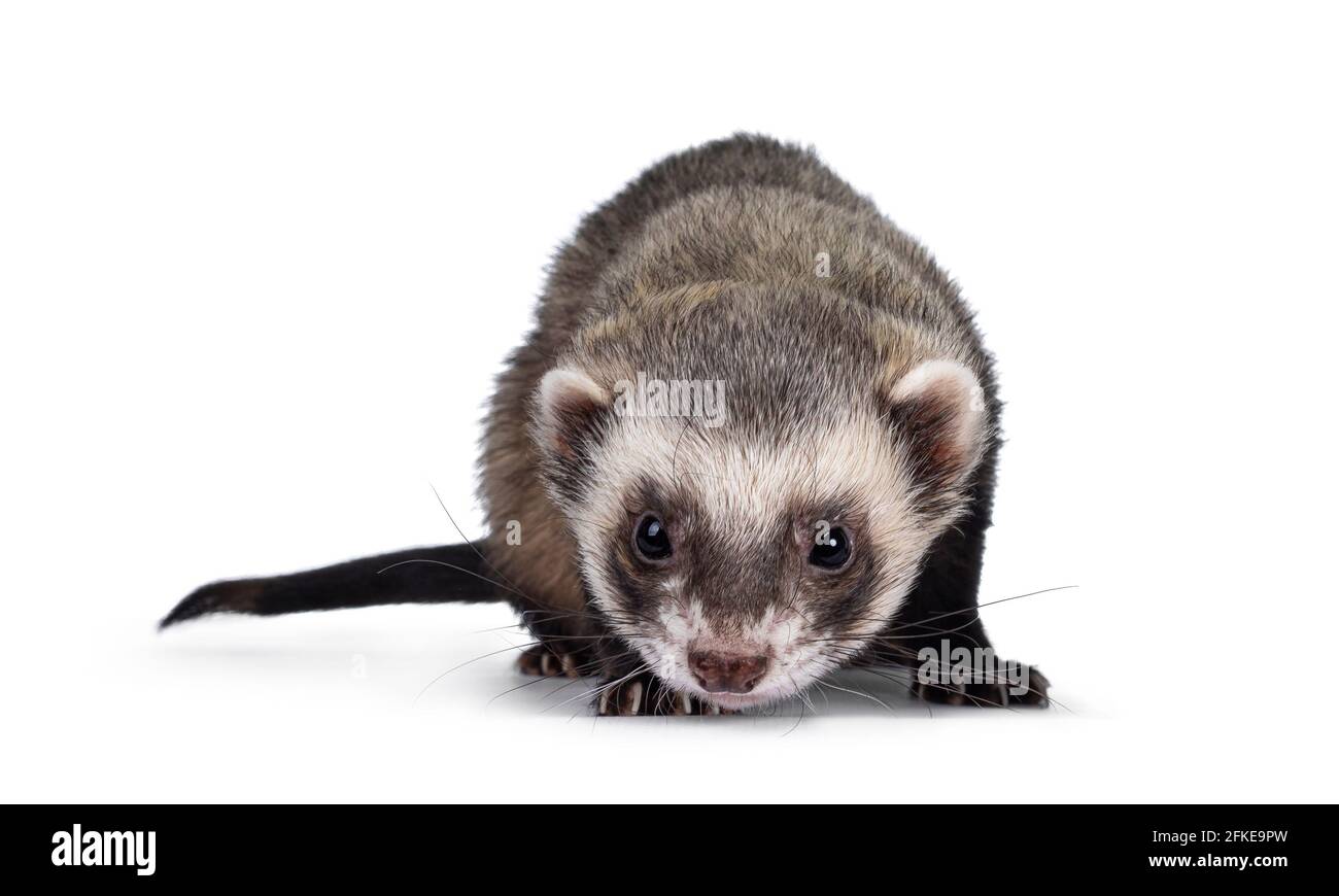 Cute young ferret standin facing front, looking to camera. Isolated on ...