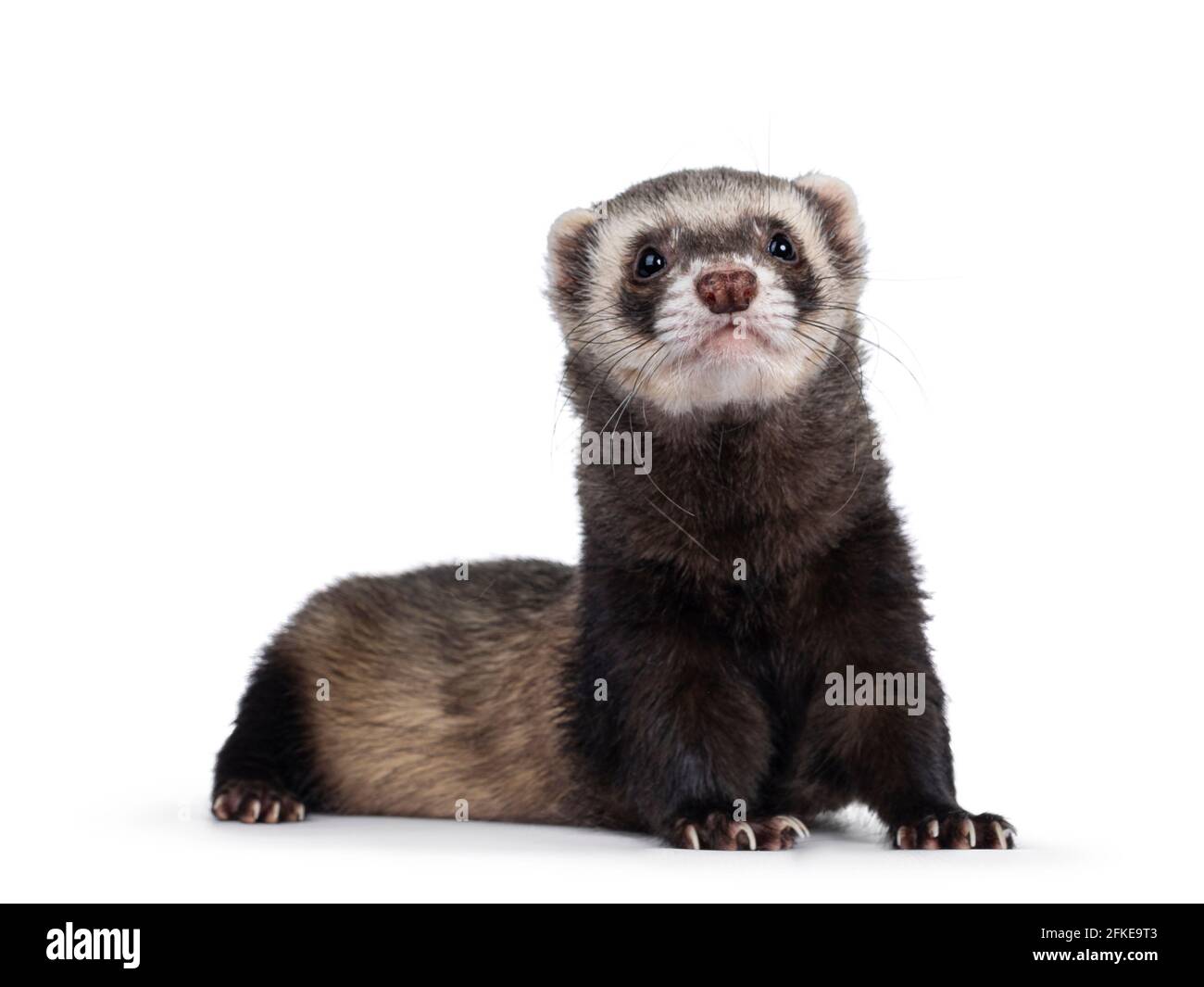 Cute young ferret laying down facing front with head lifted up, looking ...