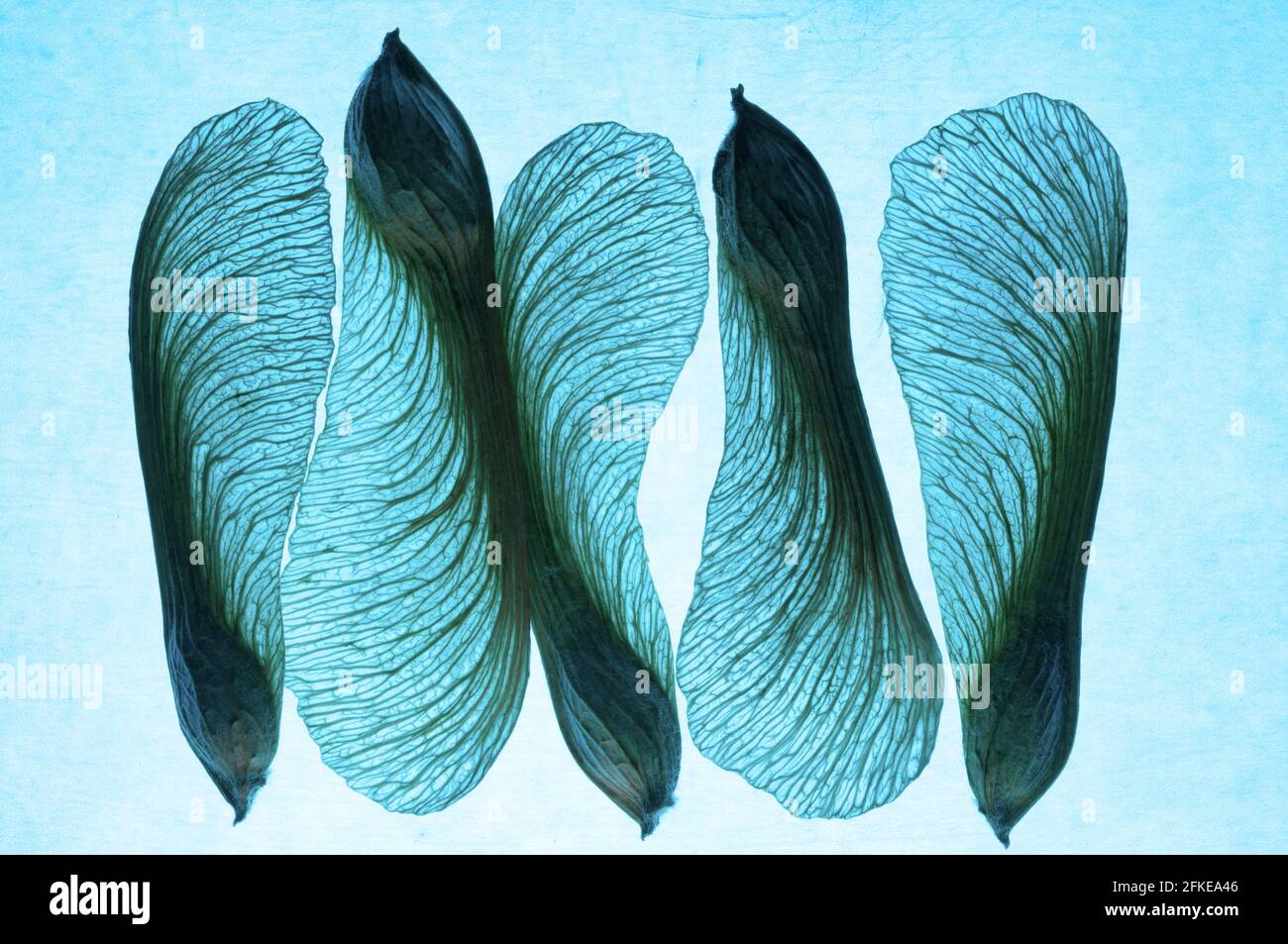 Flying seeds hi-res stock photography and images - Alamy