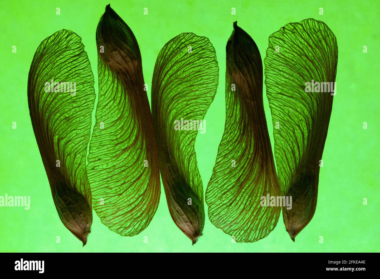 Five flying seeds extreme close up view in green backlight lighting ...