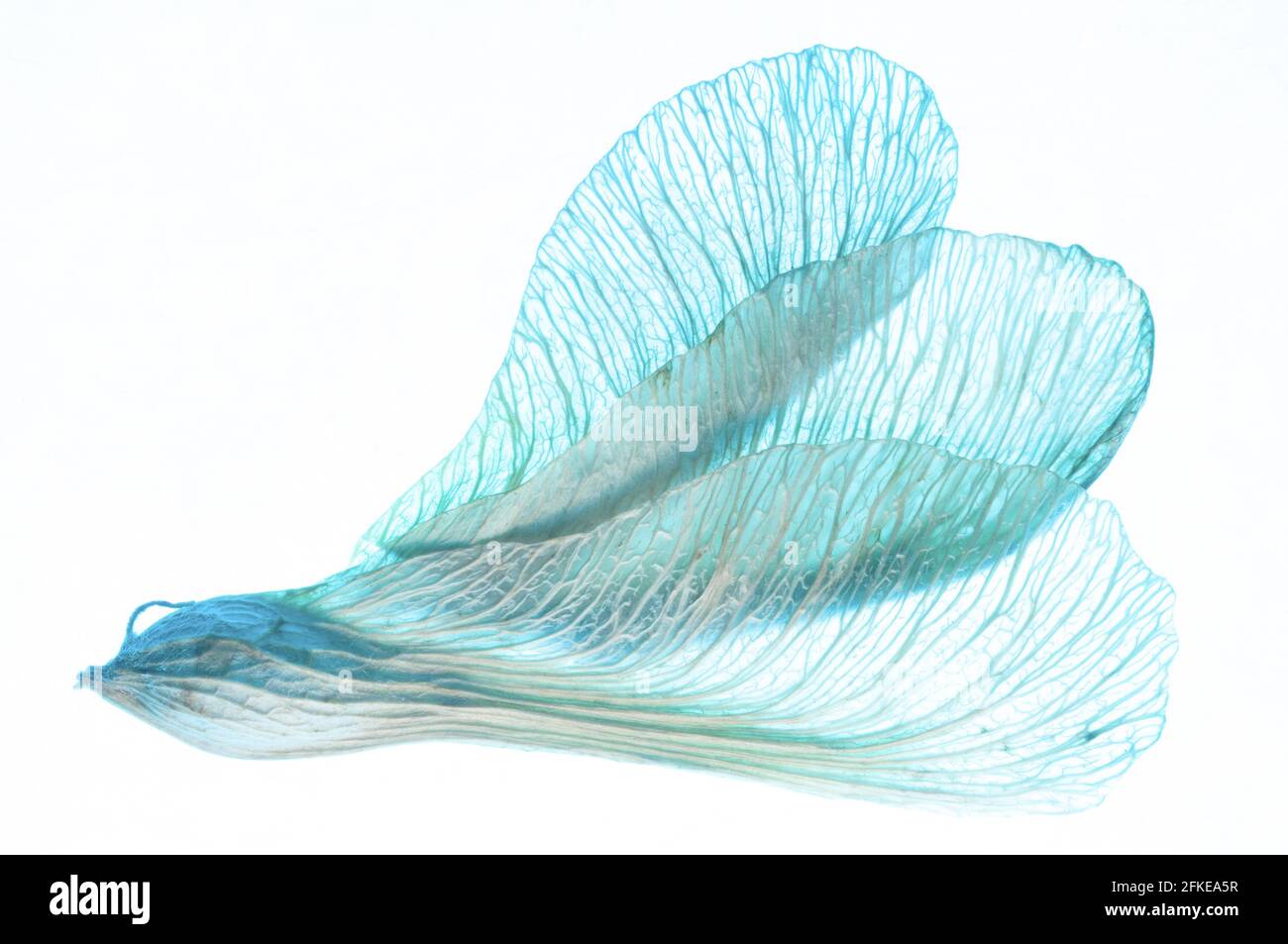 Flying seeds extreme close up view in light blue backlight lighting ...