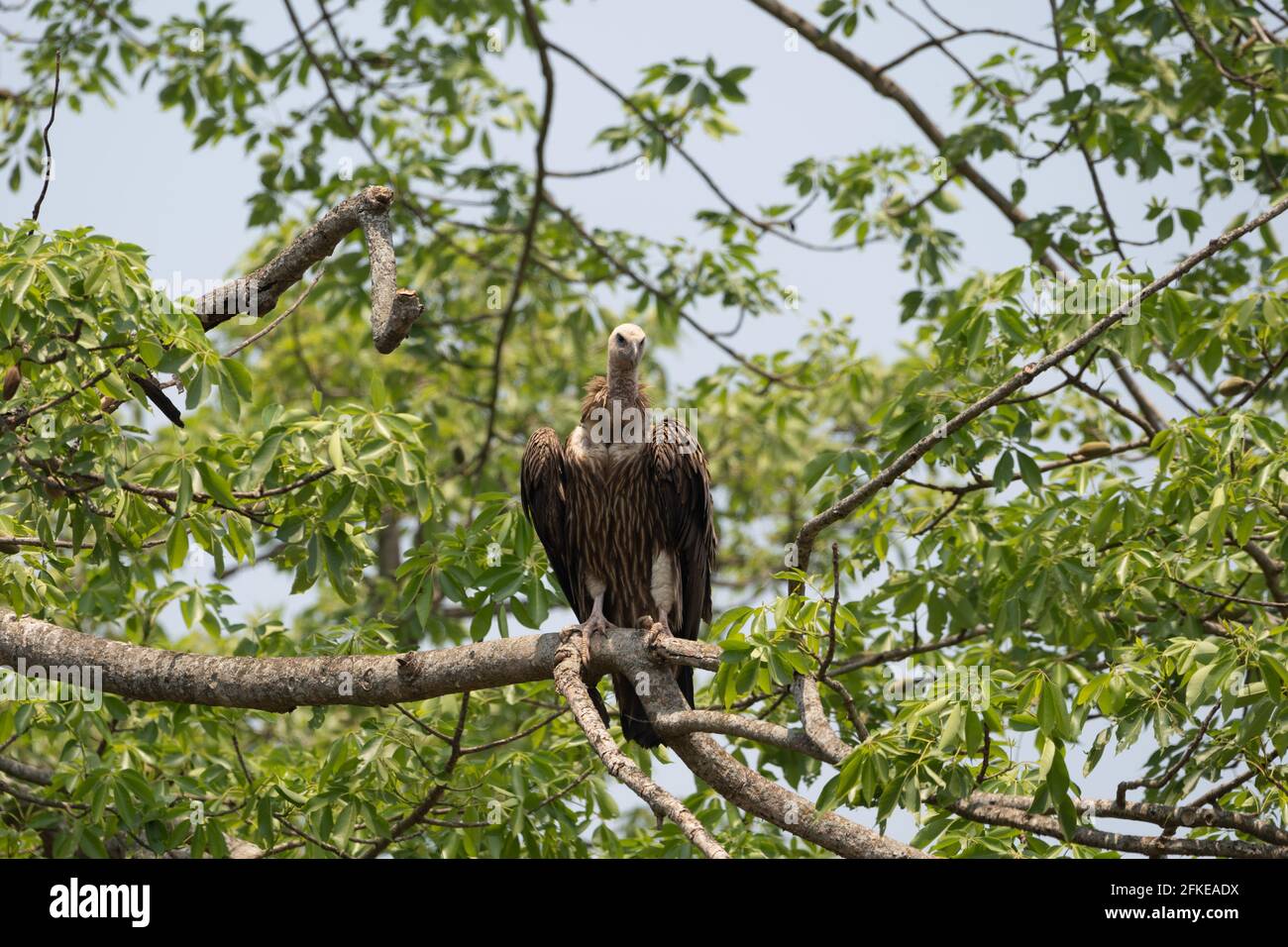 Condor nest tree hi-res stock photography and images - Alamy
