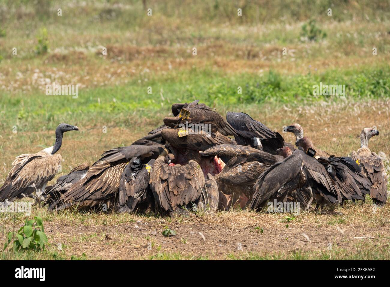 Group of condors hi-res stock photography and images - Alamy