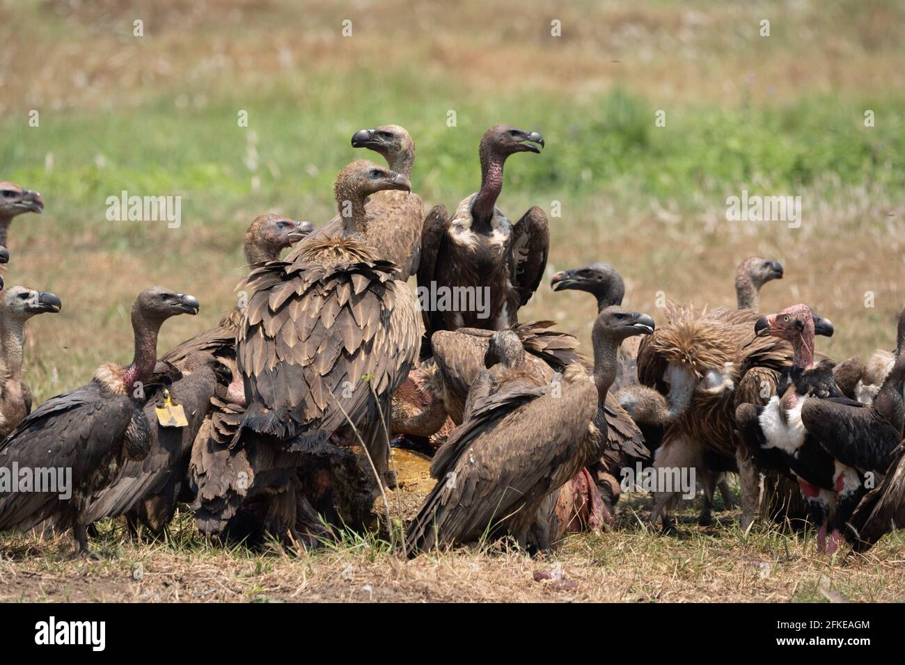Group of condors hi-res stock photography and images - Alamy