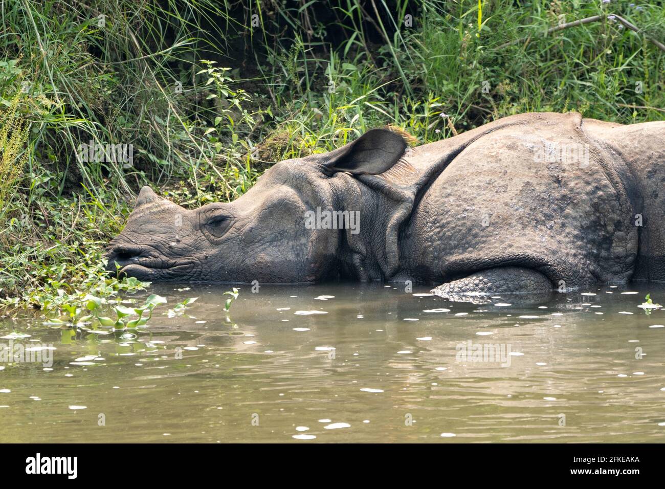 Closeup shot of Rhinoceros in water Stock Photo - Alamy