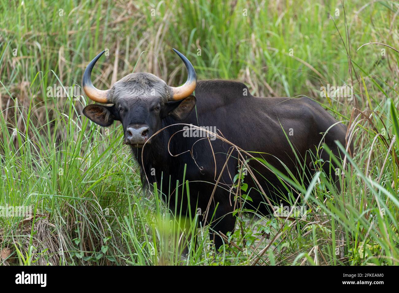 Lowland anoa bubalus depressicornis hi-res stock photography and images ...