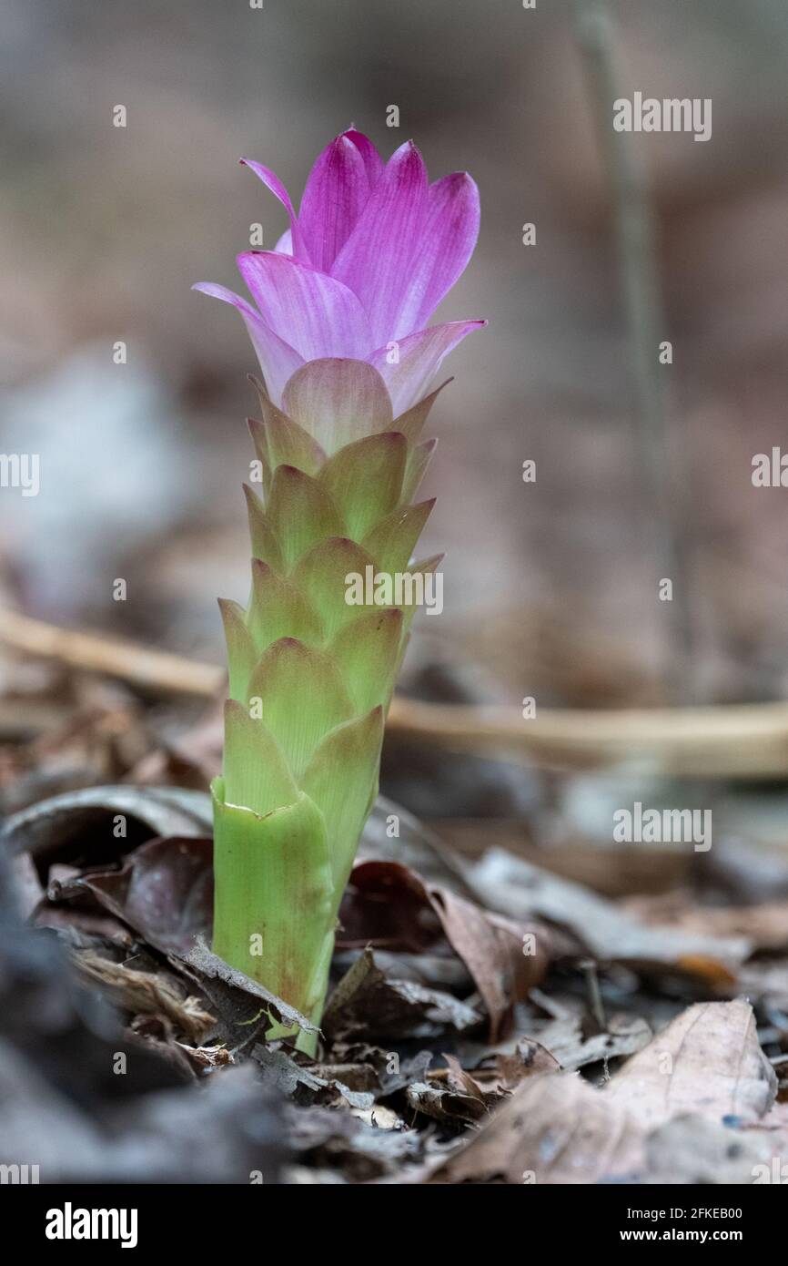 Vertical shot of a blooming turmeric flower Stock Photo - Alamy