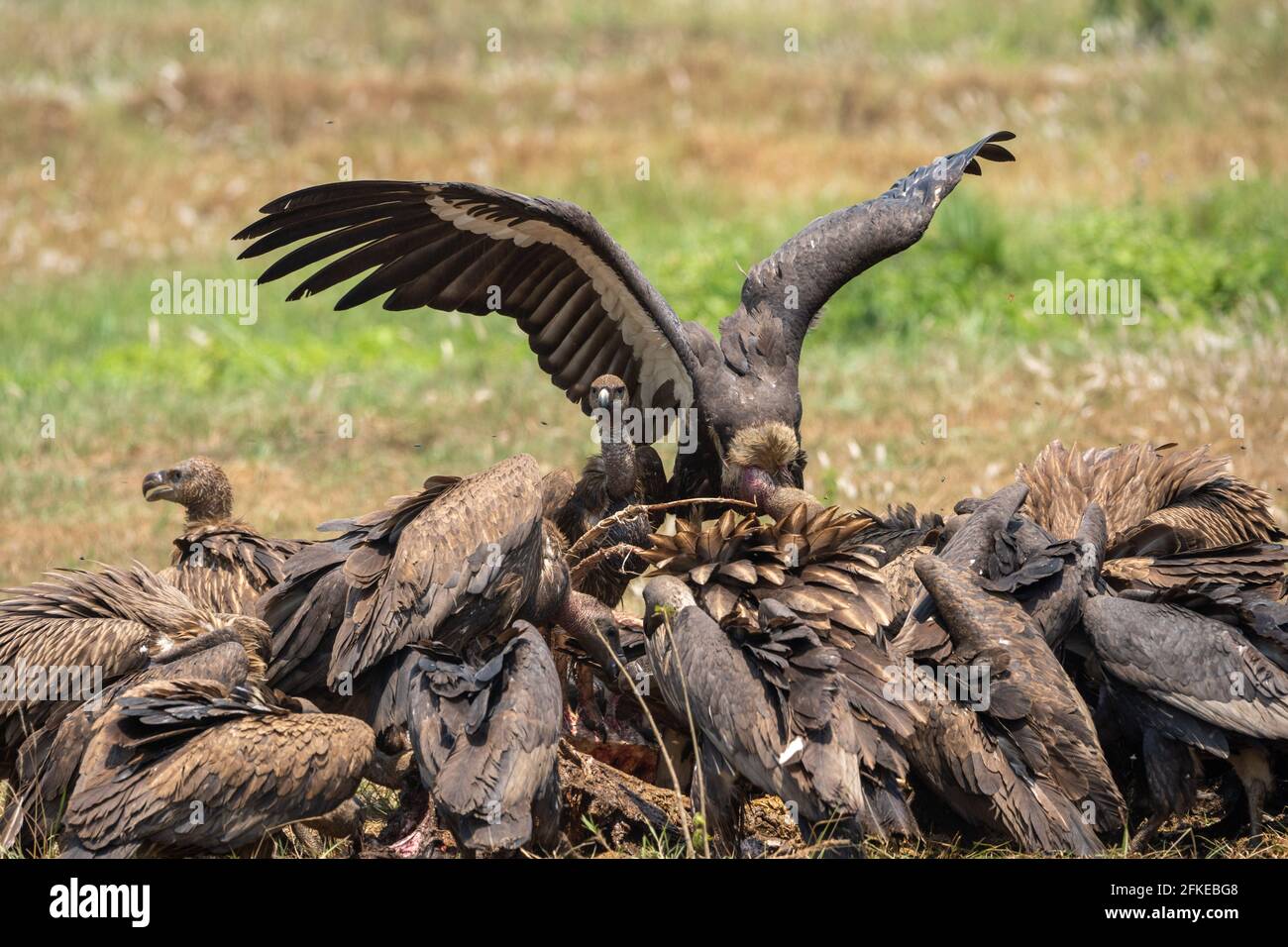 Group of condors hi-res stock photography and images - Alamy