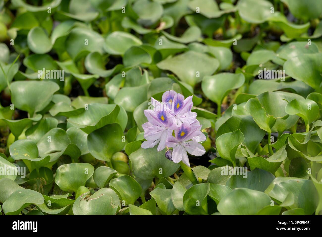 Closeup shot of blooming Common water hyacinth Stock Photo - Alamy