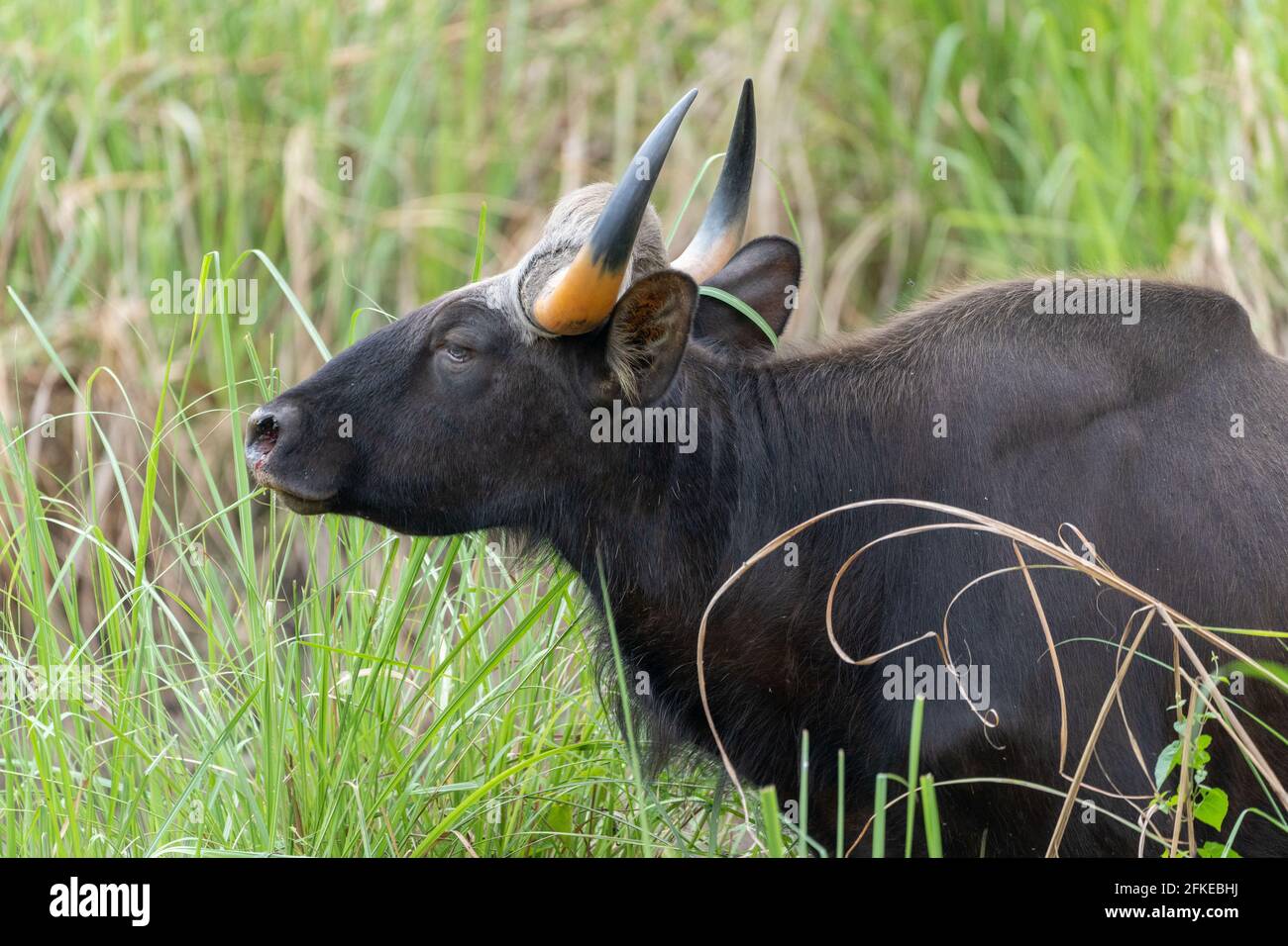 Lowland anoa hi-res stock photography and images - Alamy