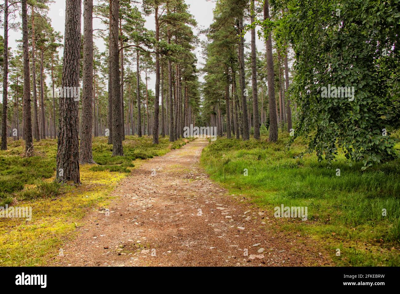 Footpath through the forest Stock Photo - Alamy