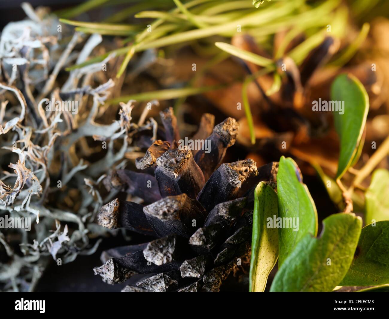 Macro shot of a Cetraria chlorophyll plant and cedar cone - for ...