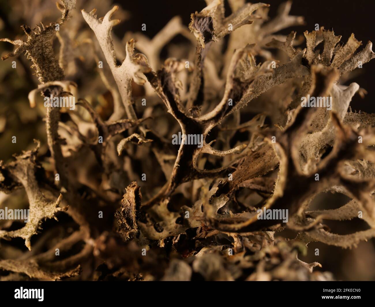 Macro shot of a Cetraria chlorophyll plant - for backgrounds and ...