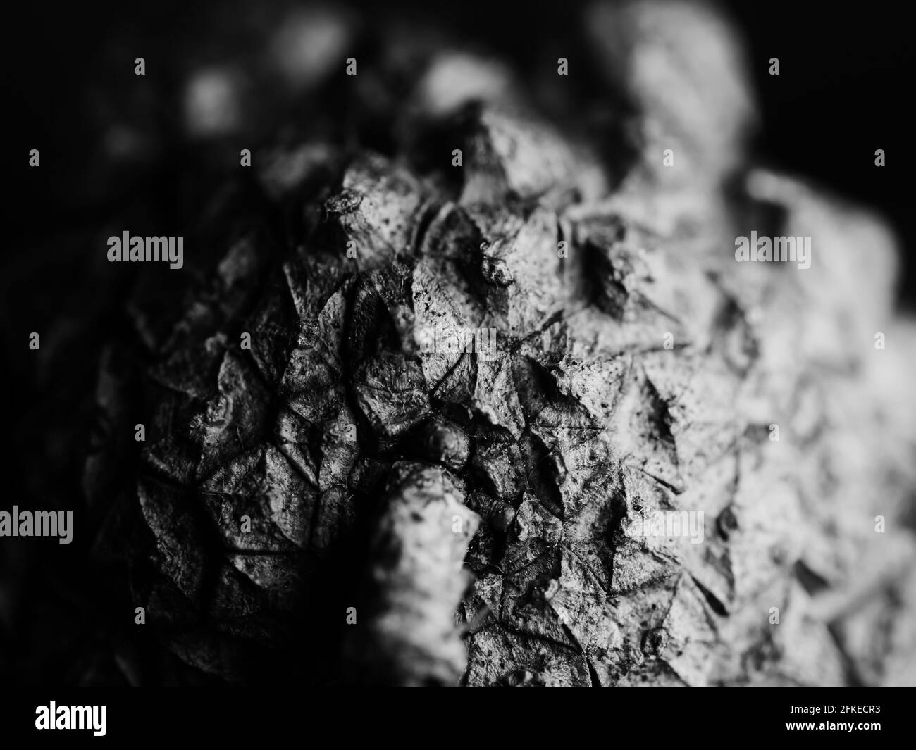 Grayscale macro shot of a cedar cone - for backgrounds and textures ...