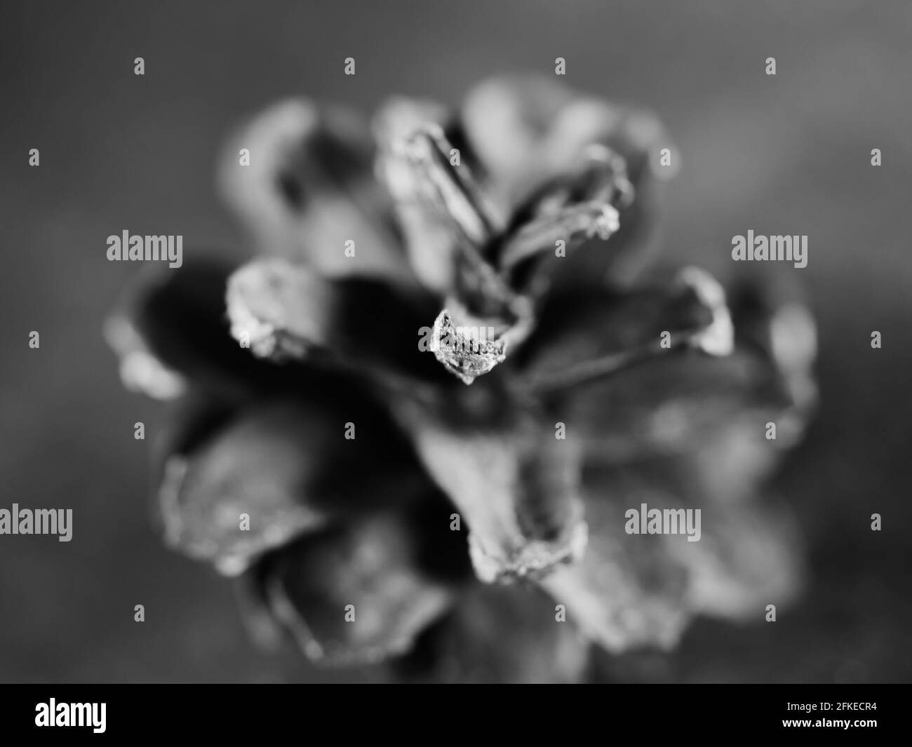 Grayscale macro shot of a cedar cone - for backgrounds and textures ...