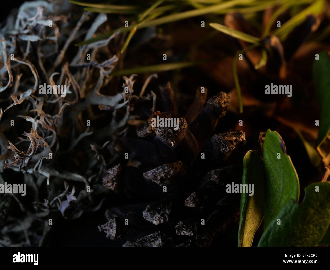 Macro shot of a Cetraria chlorophyll plant and cedar cone - for ...