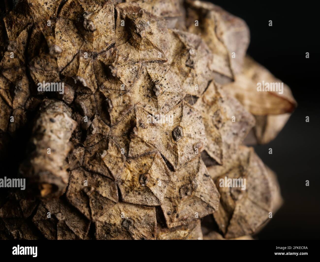 Macro shot of a cedar cone - for backgrounds and textures Stock Photo ...