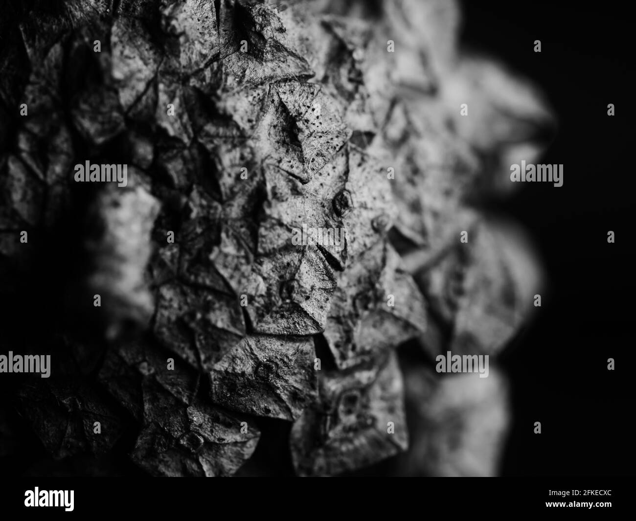 Grayscale macro shot of a cedar cone - for backgrounds and textures ...