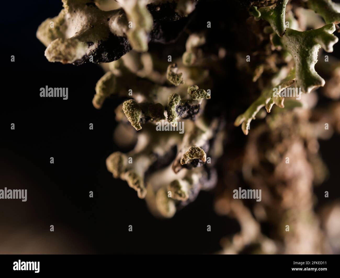 Macro shot of a Cetraria chlorophyll plant - for backgrounds and ...