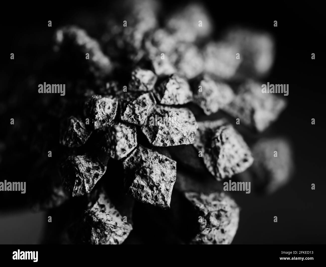 Grayscale macro shot of a cedar cone - for backgrounds and textures ...