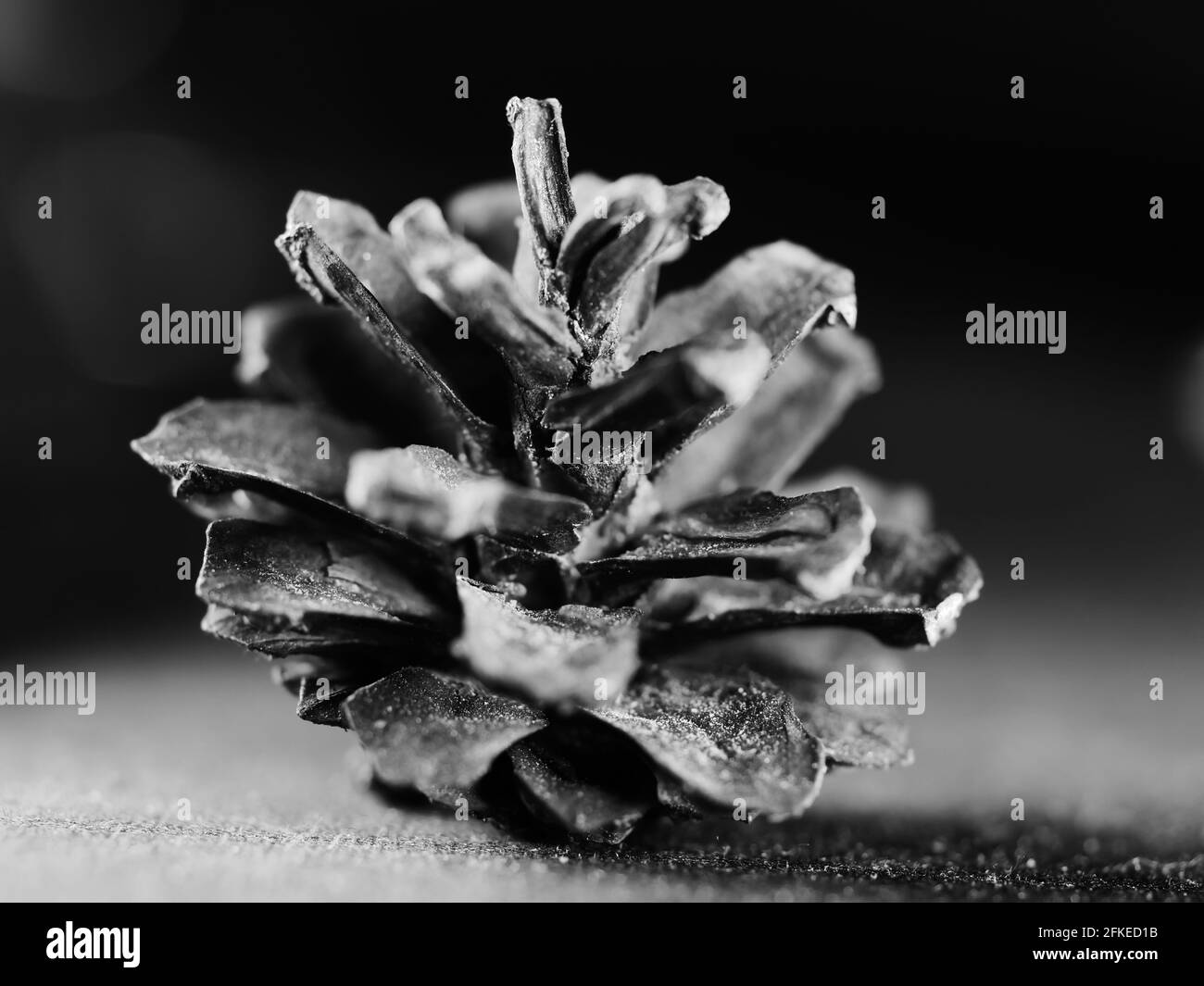 Grayscale macro shot of a cedar cone - for backgrounds and textures ...