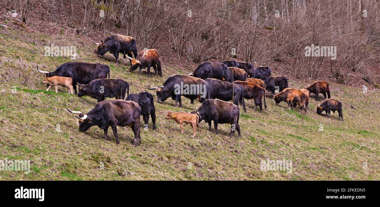 Heck cattle (Bos domesticus) grazing in meadow. Attempt to breed back ...