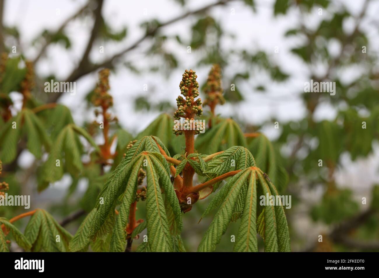 Close up of the flower buds of a chestnut tree, Aesculus hippocastanum ...