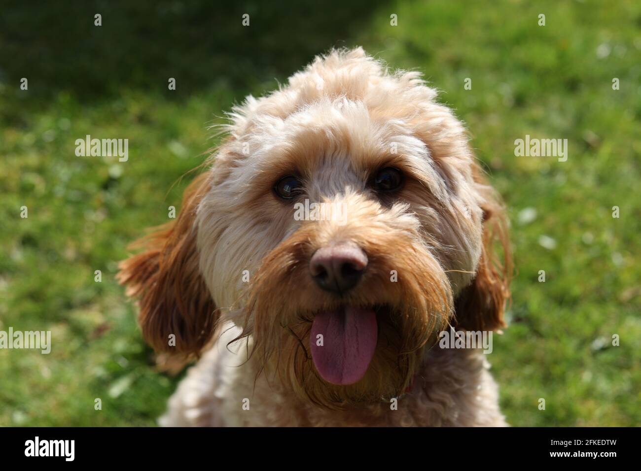 Cockapoo Cute Standing to attention Stock Photo - Alamy